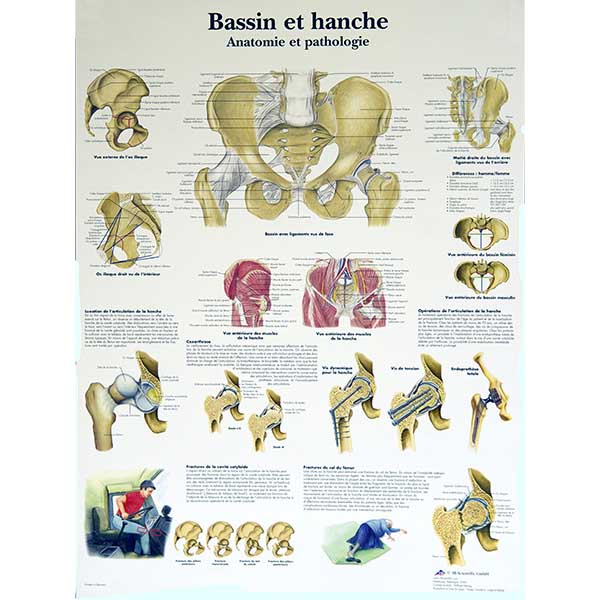 Planche anatomique hanche et bassin